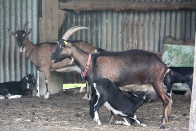 French Alpine Goats - Breed Profile - Goat Journal